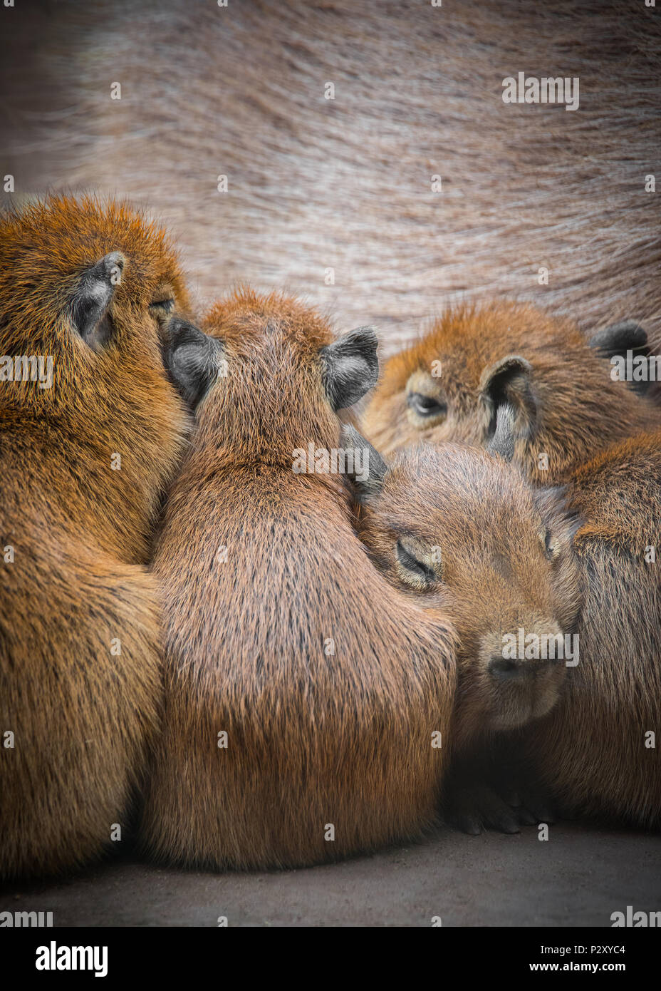 One in every family hi-res stock photography and images - Alamy