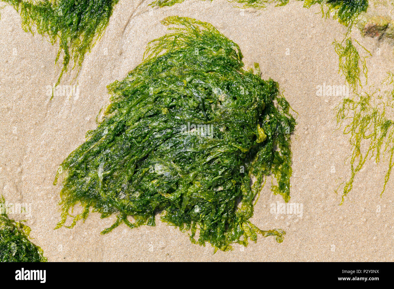 Green algae on the sand of the beach. Alga to eat. France Stock Photo ...