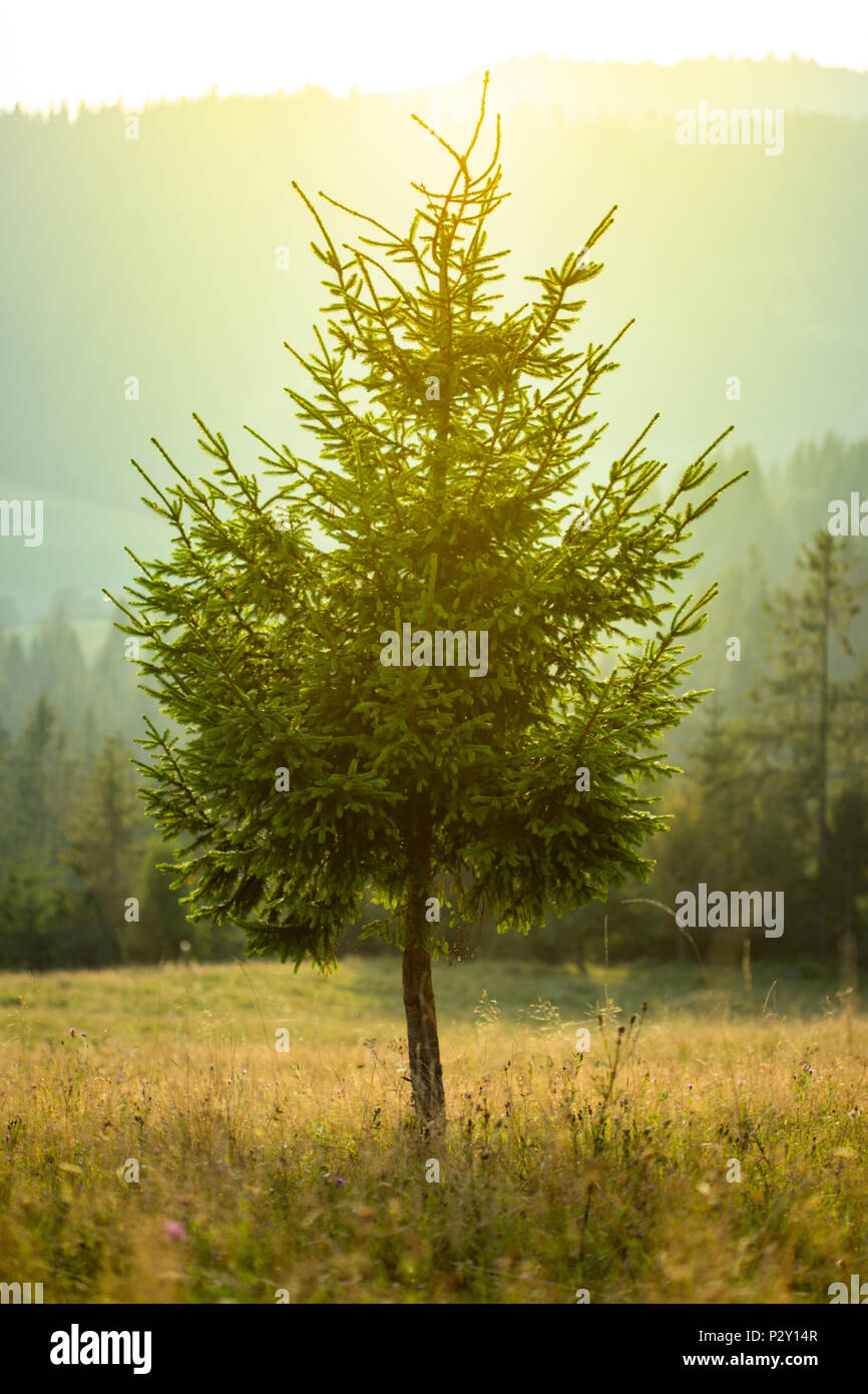 A lone pine tree against the background of the forest and mountains ...