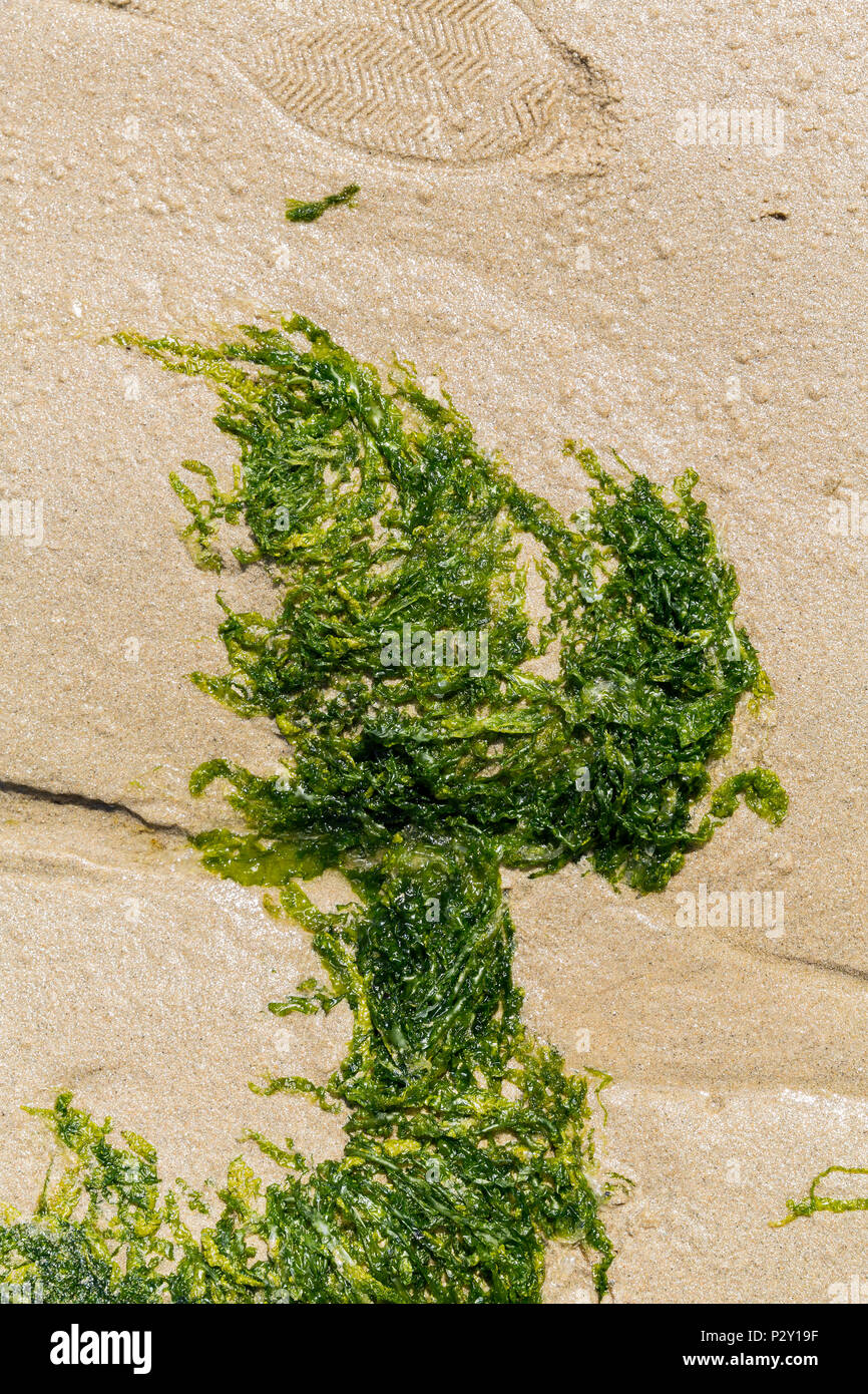 Algae sea moss diet hi-res stock photography and images - Alamy