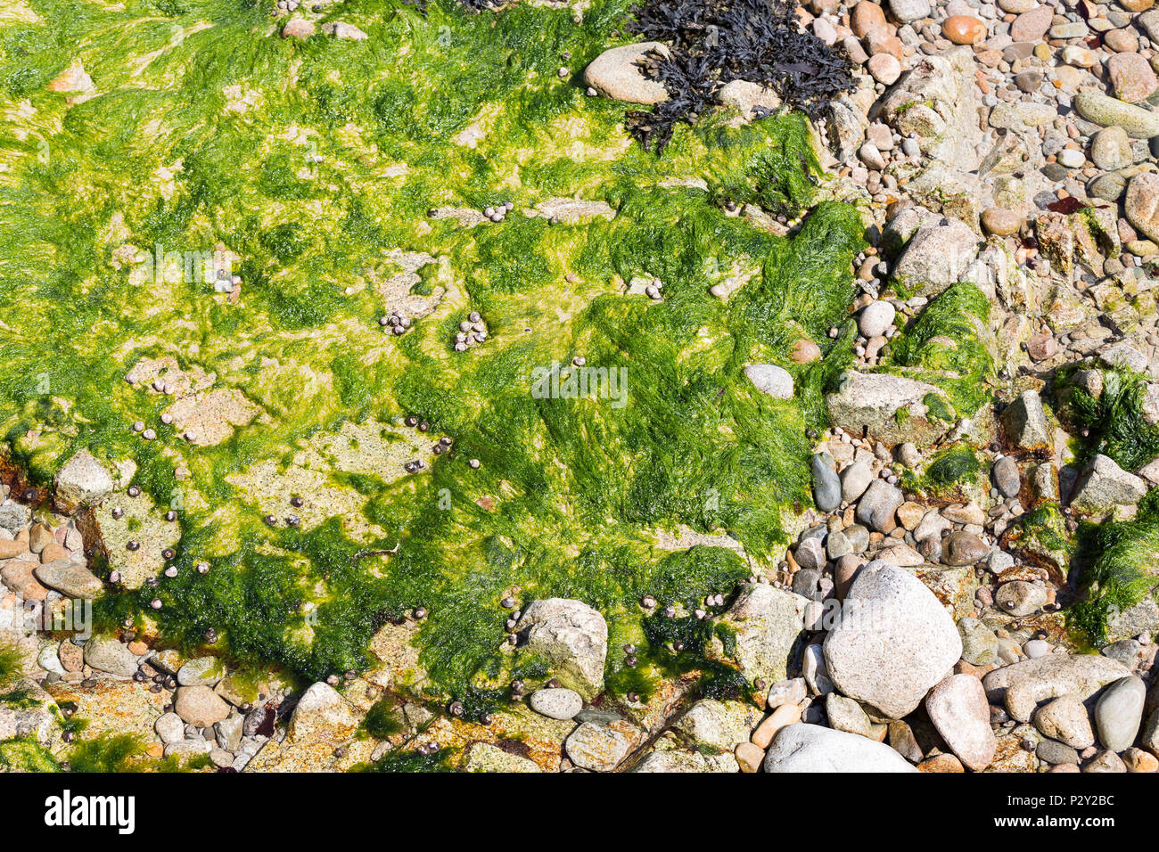 Green algae under the clear water background. France Stock Photo - Alamy