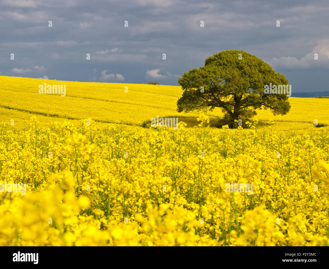 Bright yellow rapeseed canola field in full bloom ready for harvest ...