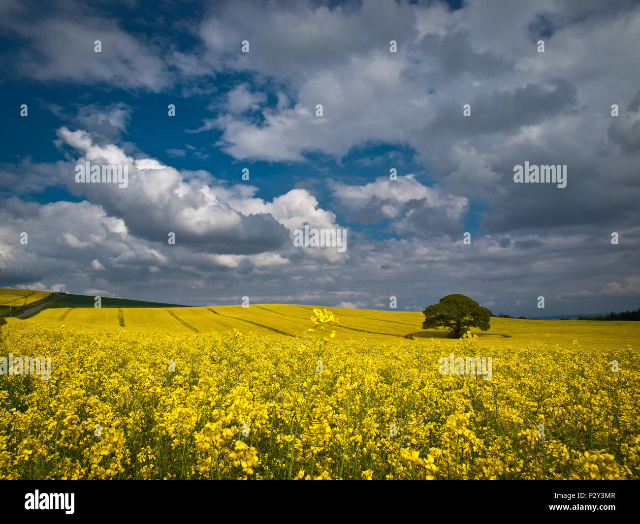 Bright yellow rapeseed canola field in full bloom ready for harvest ...