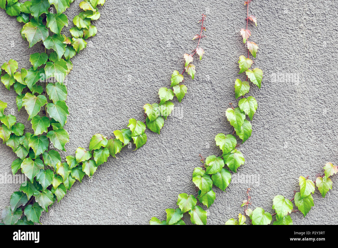 Plants Growing On A Concrete Structure Retaining Wall Ideas