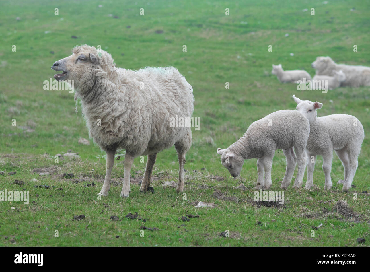 Shetland sheep lamb animal british hi-res stock photography and images ...