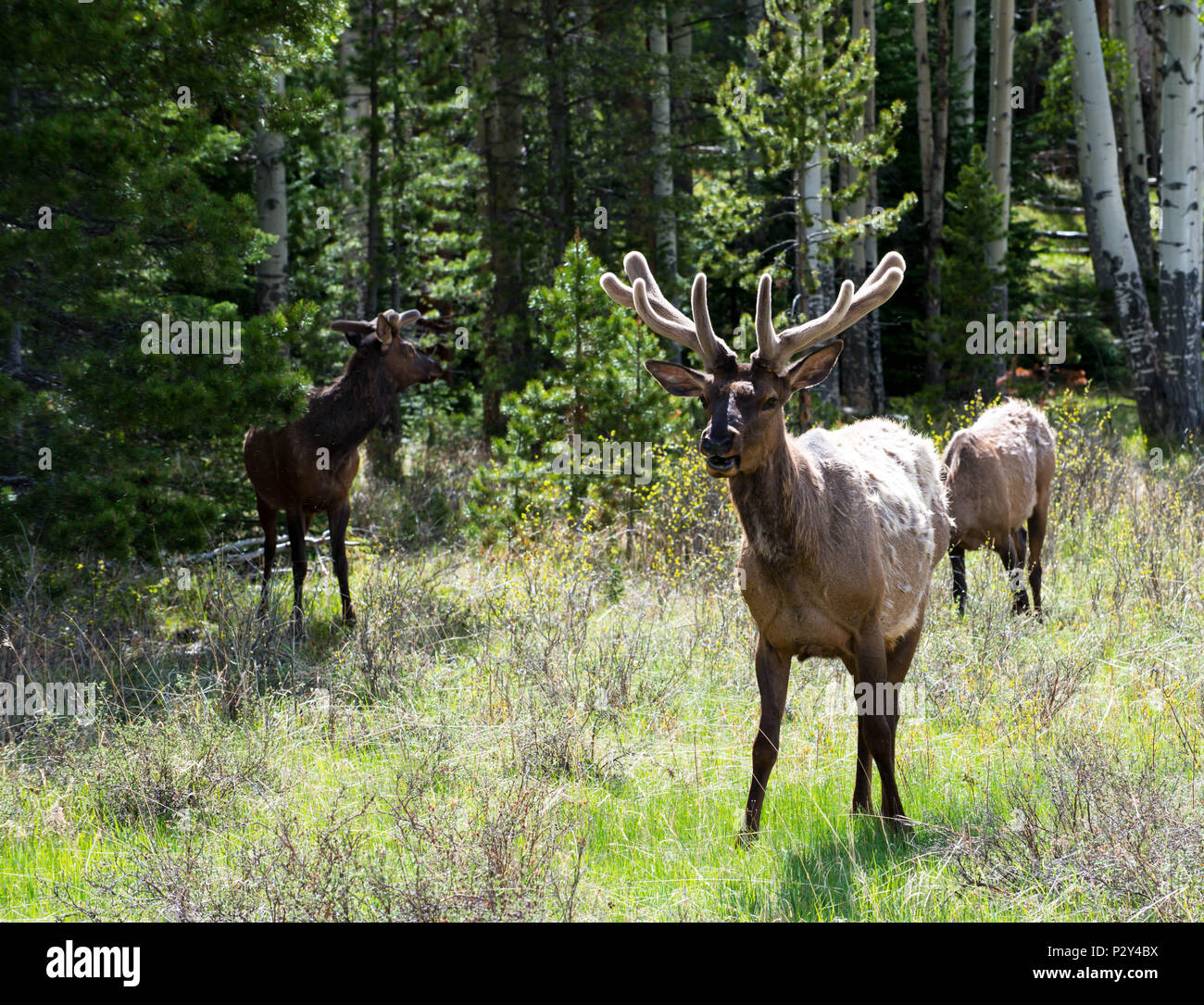 Three young Elk in the wild watching me Stock Photo - Alamy