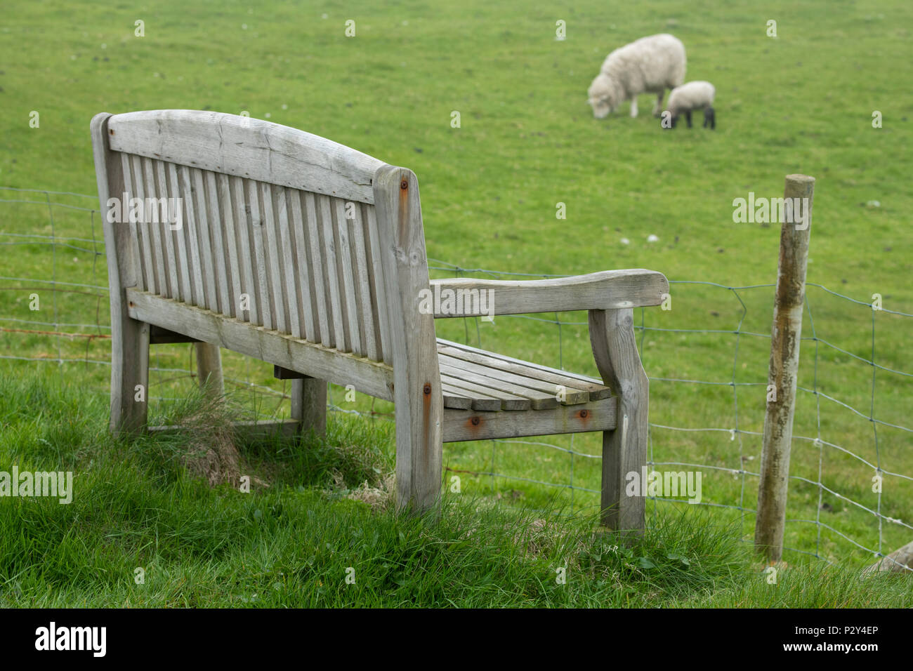 Great Britain, Shetland, Fair Isle. Wooden bench with Shetland sheep in ...