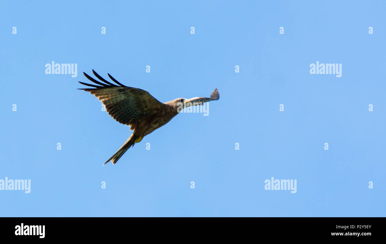 Bird flying high in the Sky Stock Photo - Alamy