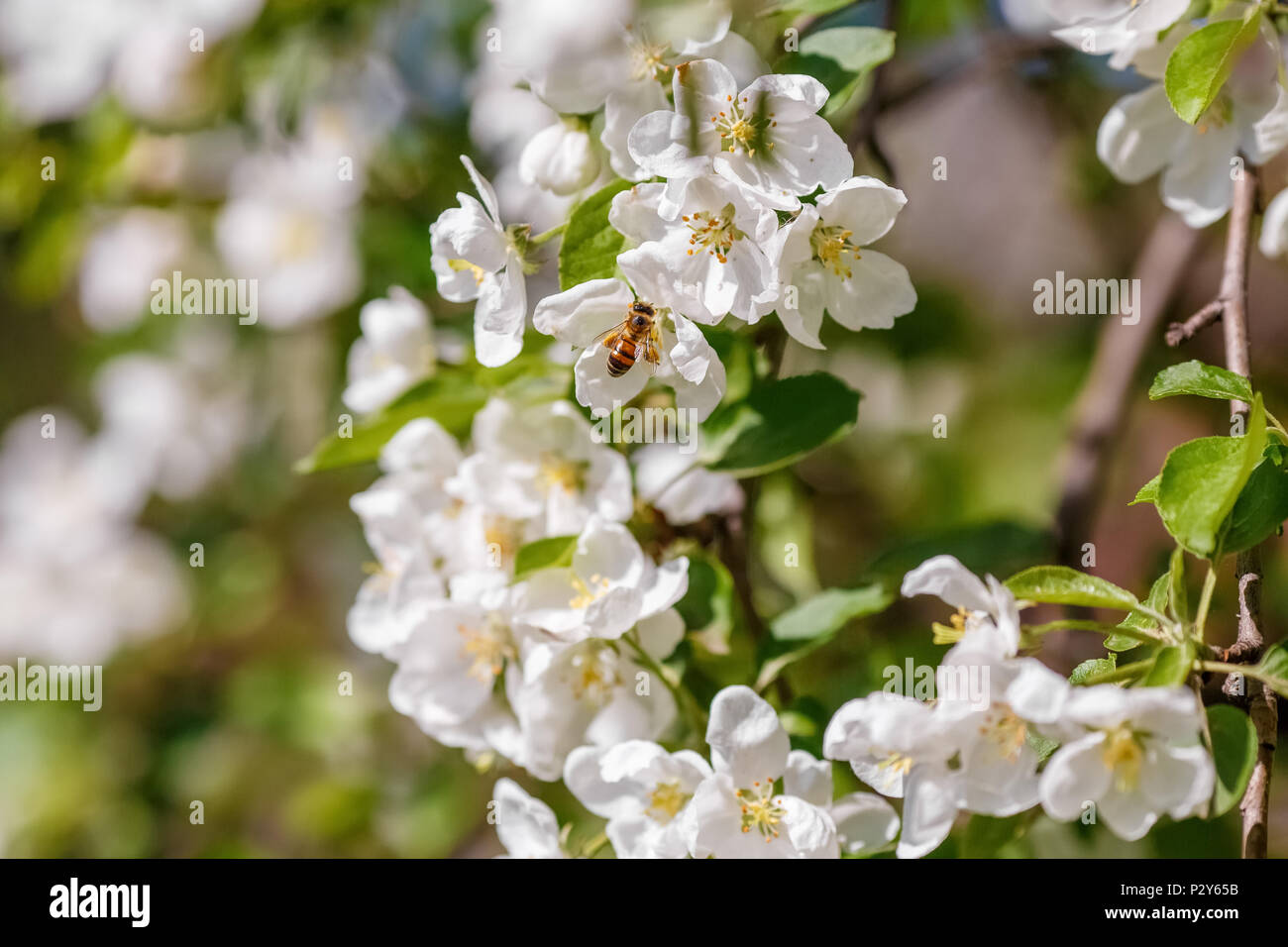 Bee pollinating branch of spring apple tree with white flowers, green ...