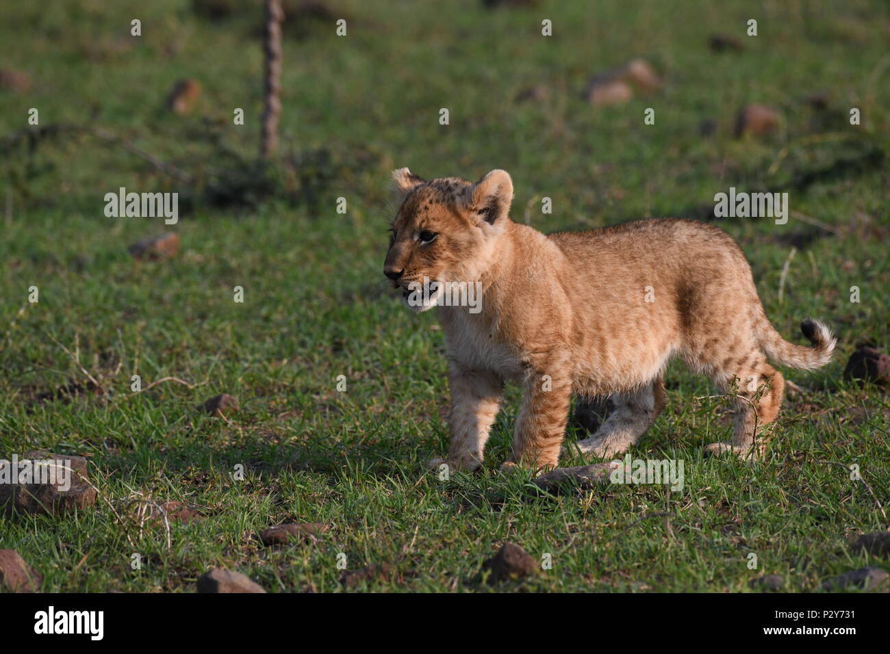 Lion cub walking on the Maasai Mara plains (Panthera leo). Kenyan ...