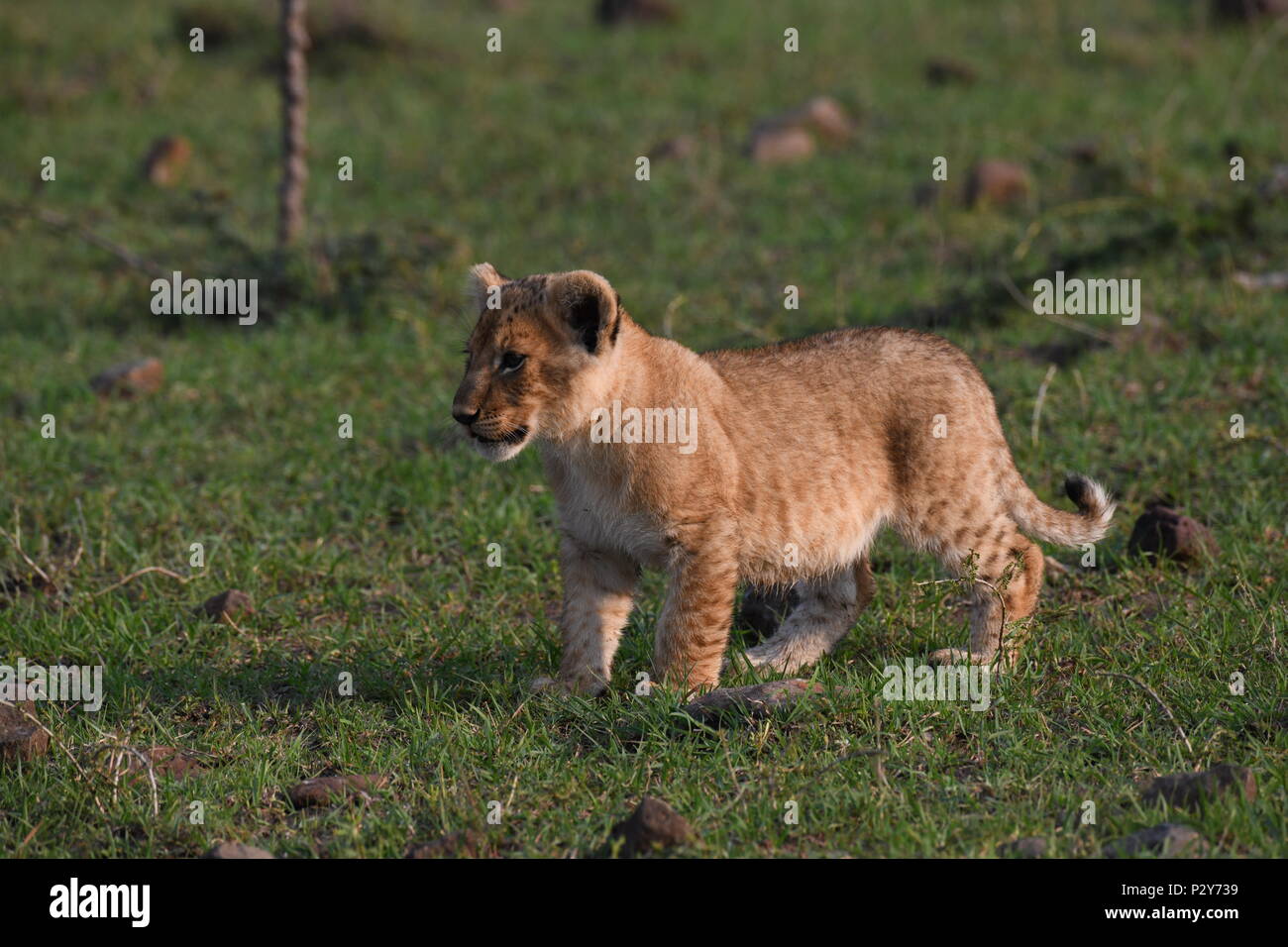 Lion cub walking on the Maasai Mara plains (Panthera leo). Kenyan ...