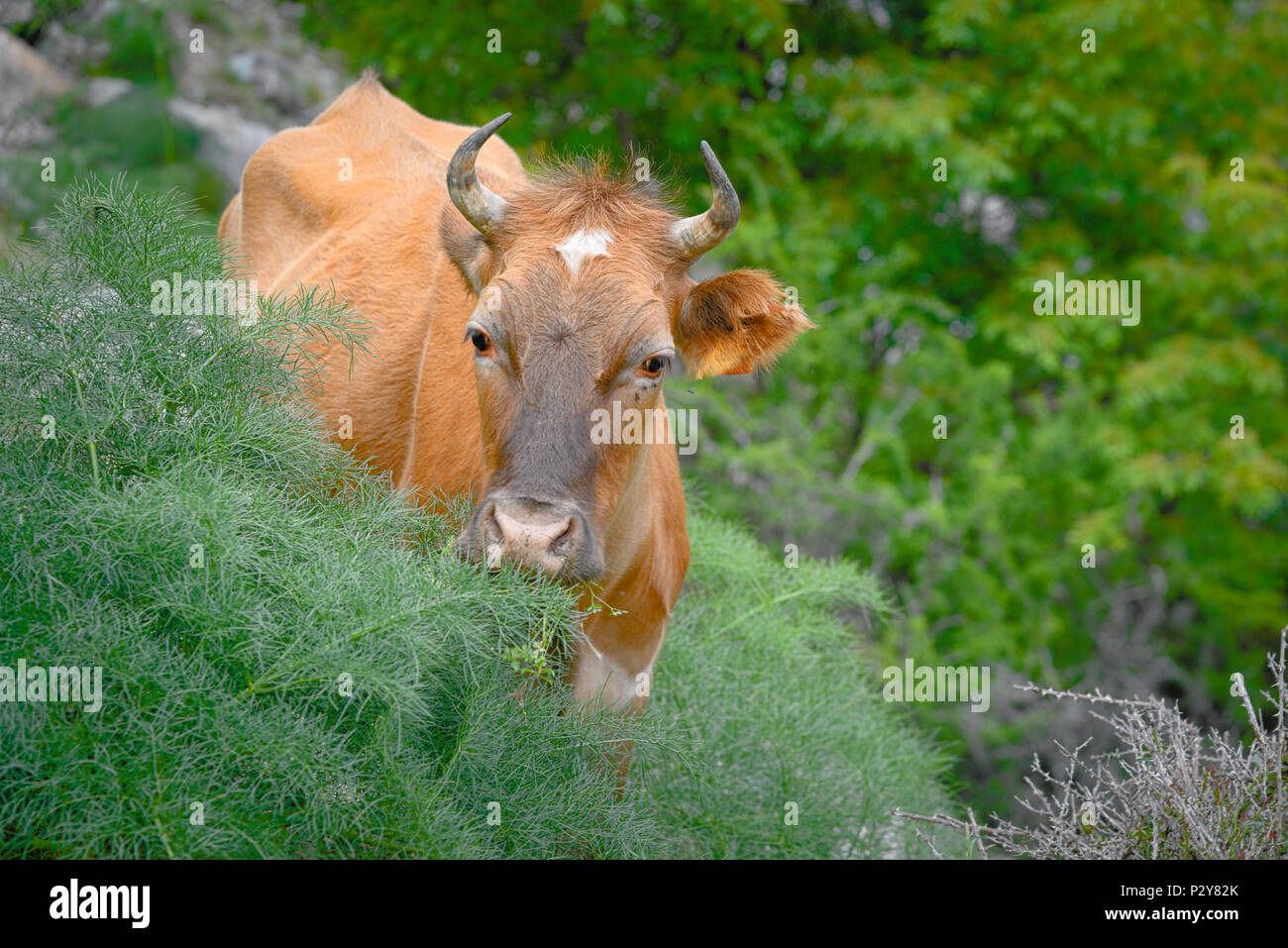 Strong horn hi-res stock photography and images - Alamy