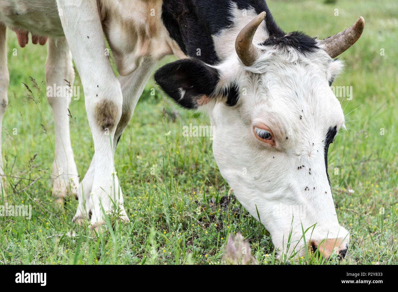 White cow with black spots in the field Stock Photo - Alamy