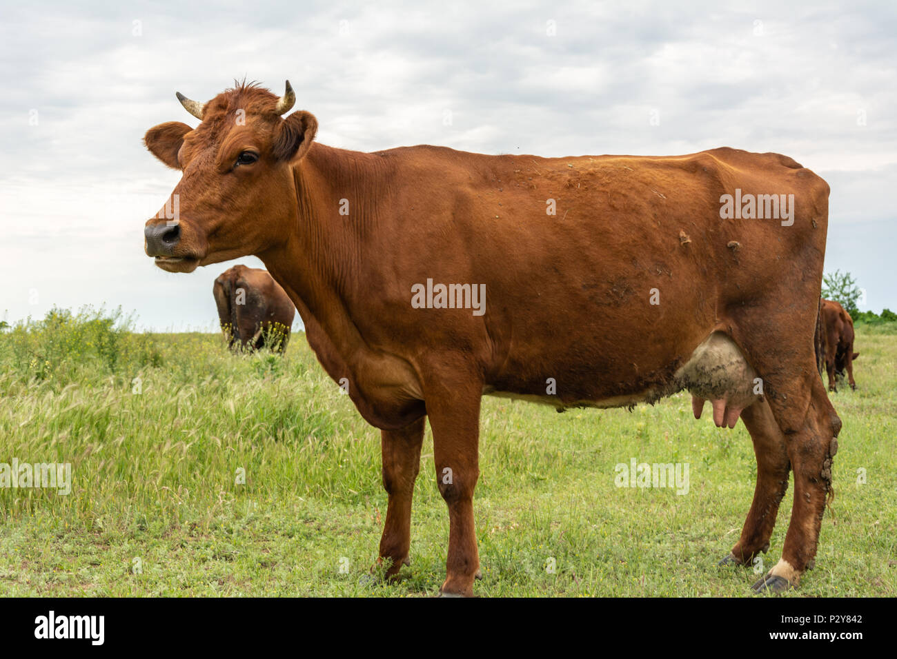 Red haired cows hi-res stock photography and images - Alamy