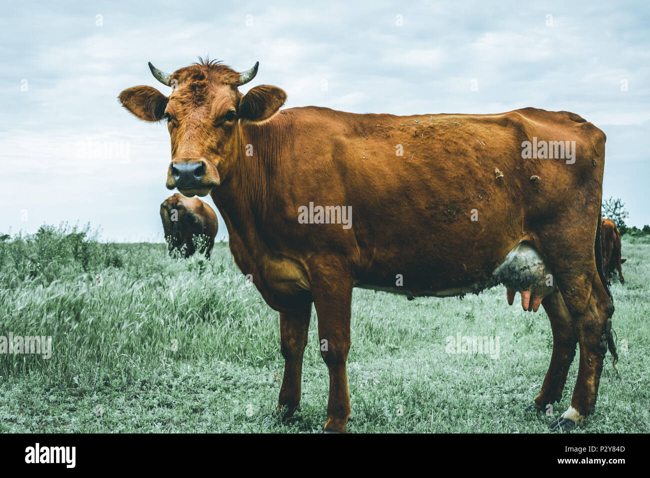 Beautiful cow in the field looks at the camera, moody effect Stock ...
