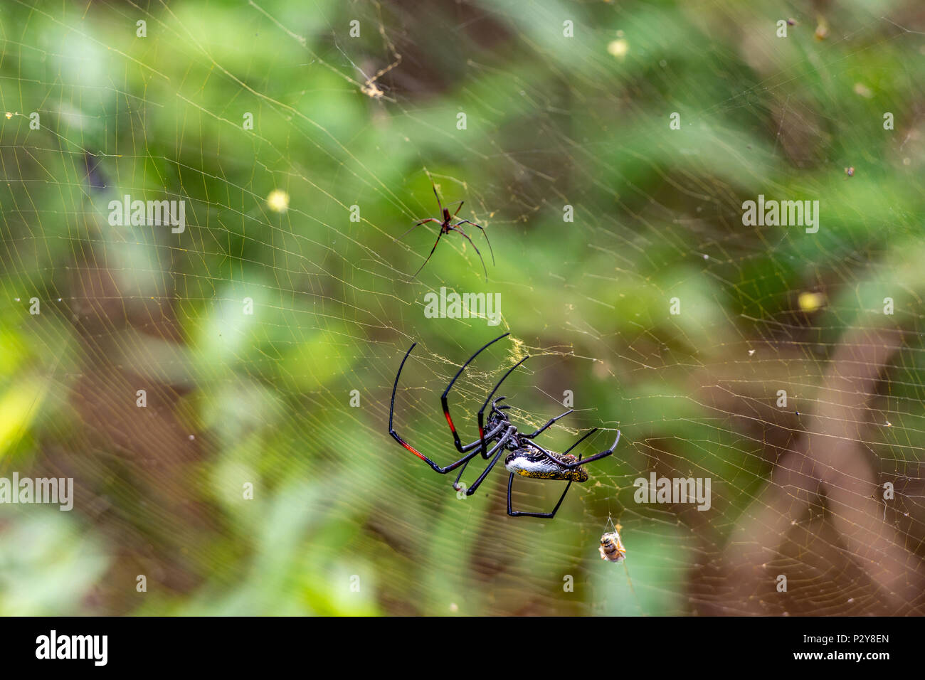Garden Spider Web Stock Photo - Alamy