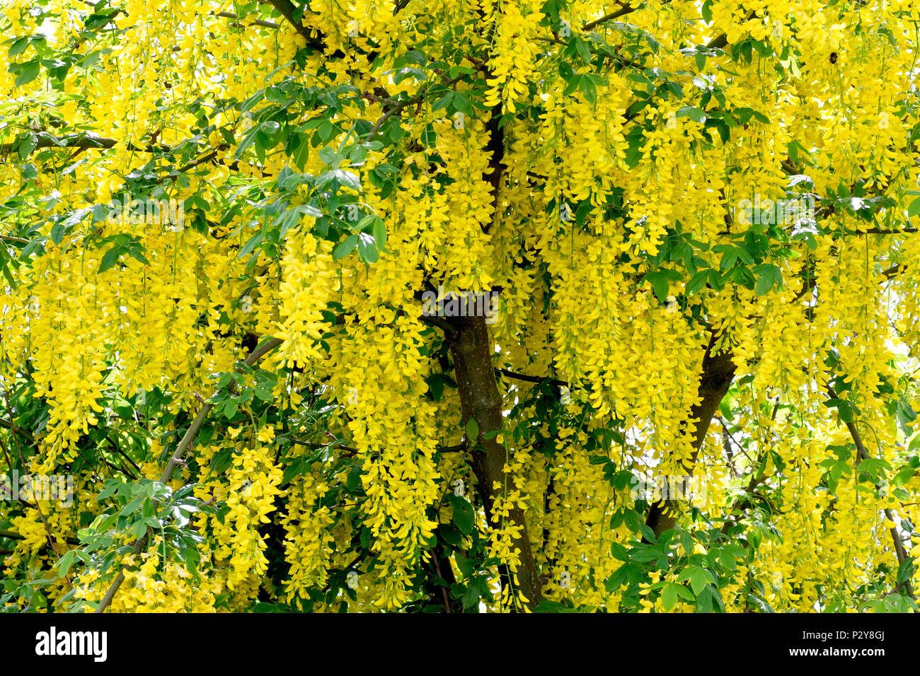 Laburnum (laburnum anagyroides) in full flower Stock Photo - Alamy