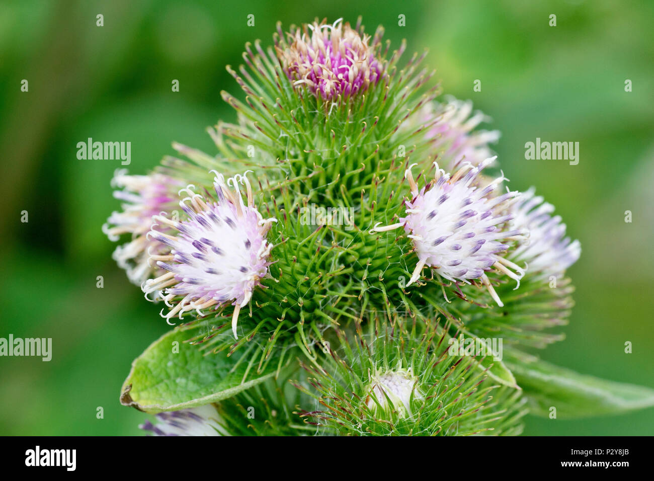 Lesser Burdock (arctium minus), close up of a group of flowering heads ...