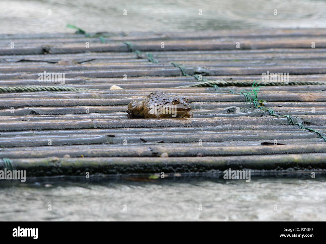 beautiful lonely frog resting on bamboo raft Stock Photo - Alamy