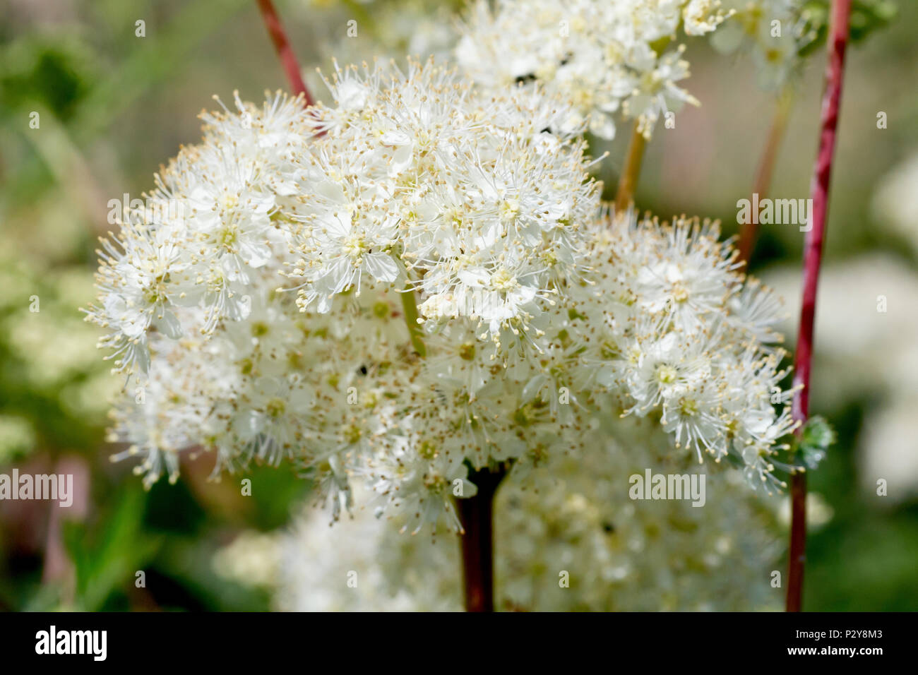 Individual flower hi-res stock photography and images - Alamy
