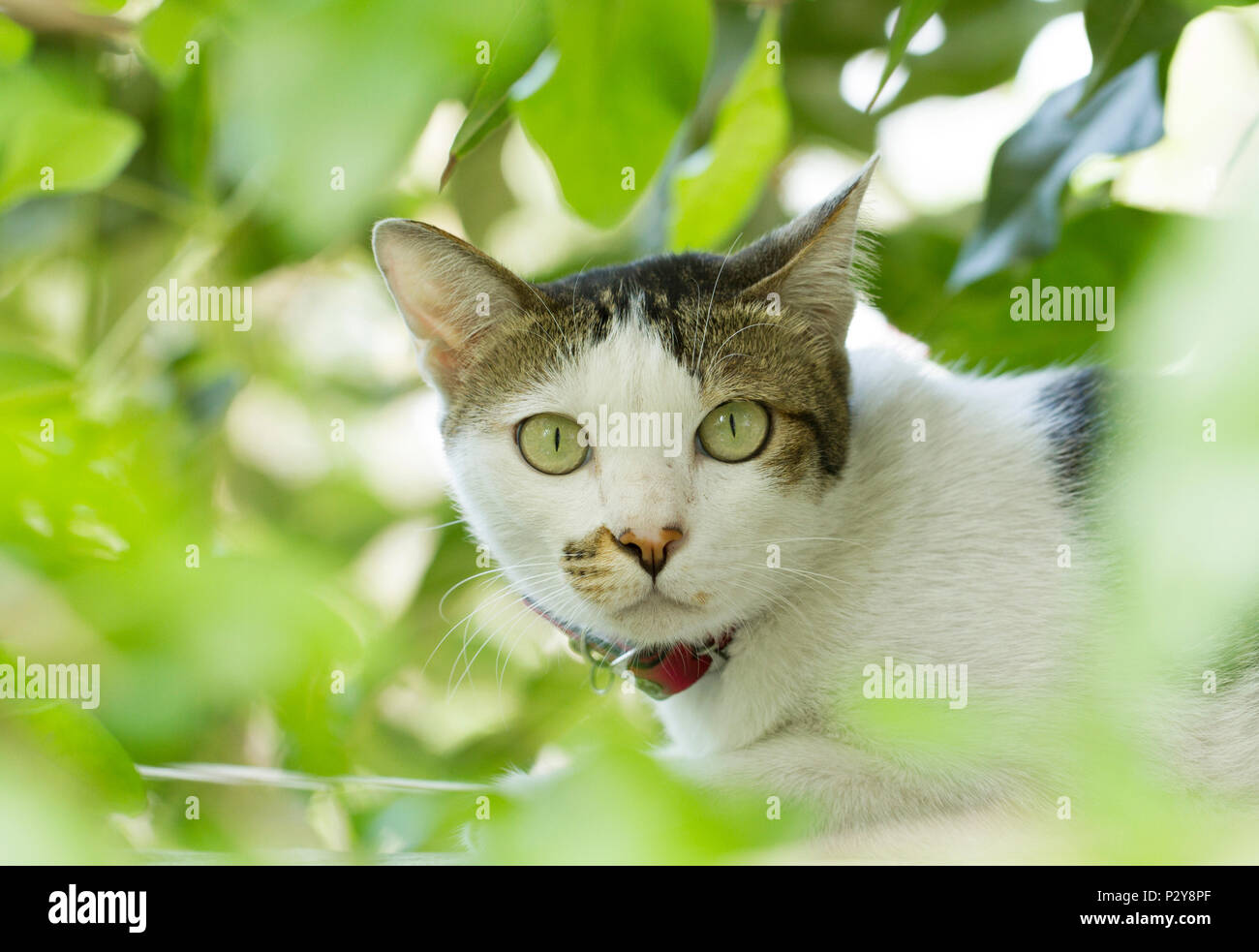 Cat From Behind White Background High Resolution Stock Photography and ...