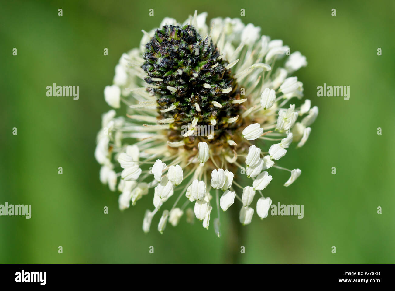 Ribwort Plantain, or Ribgrass, (plantago lanceolata), close up of the ...
