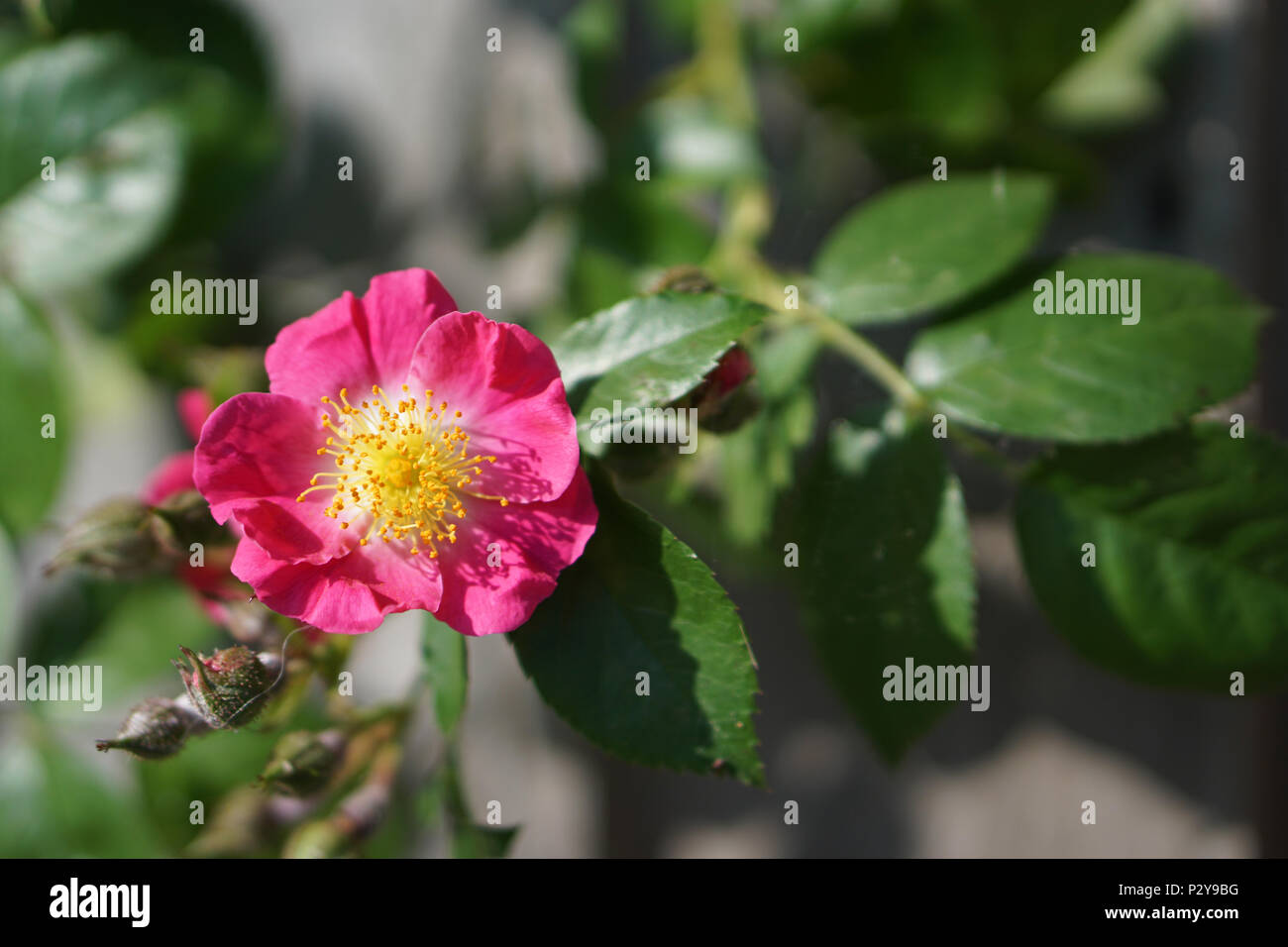 Climbing wild pink rose hi-res stock photography and images - Alamy