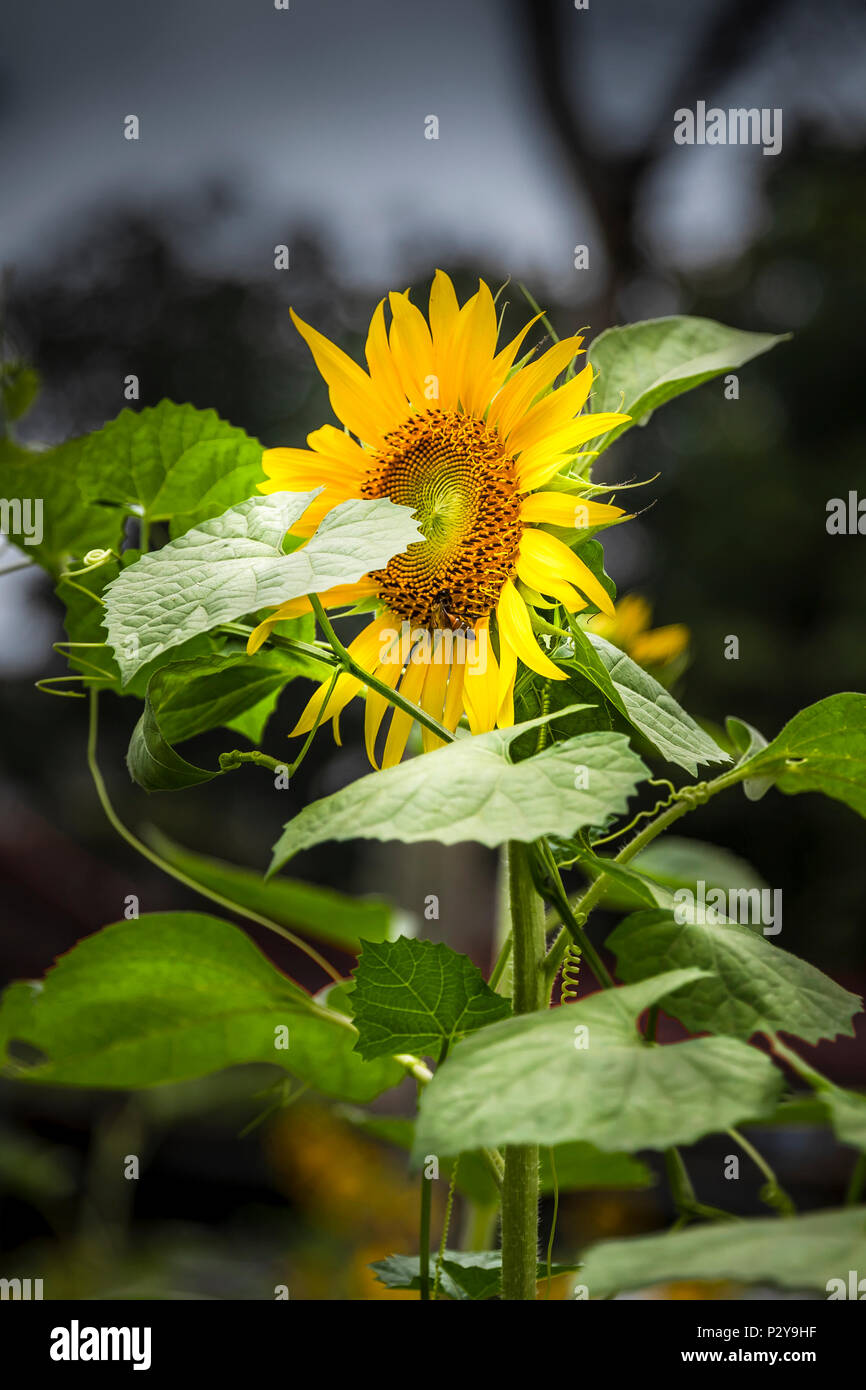 Bangladesh sunflower farm hi-res stock photography and images - Alamy