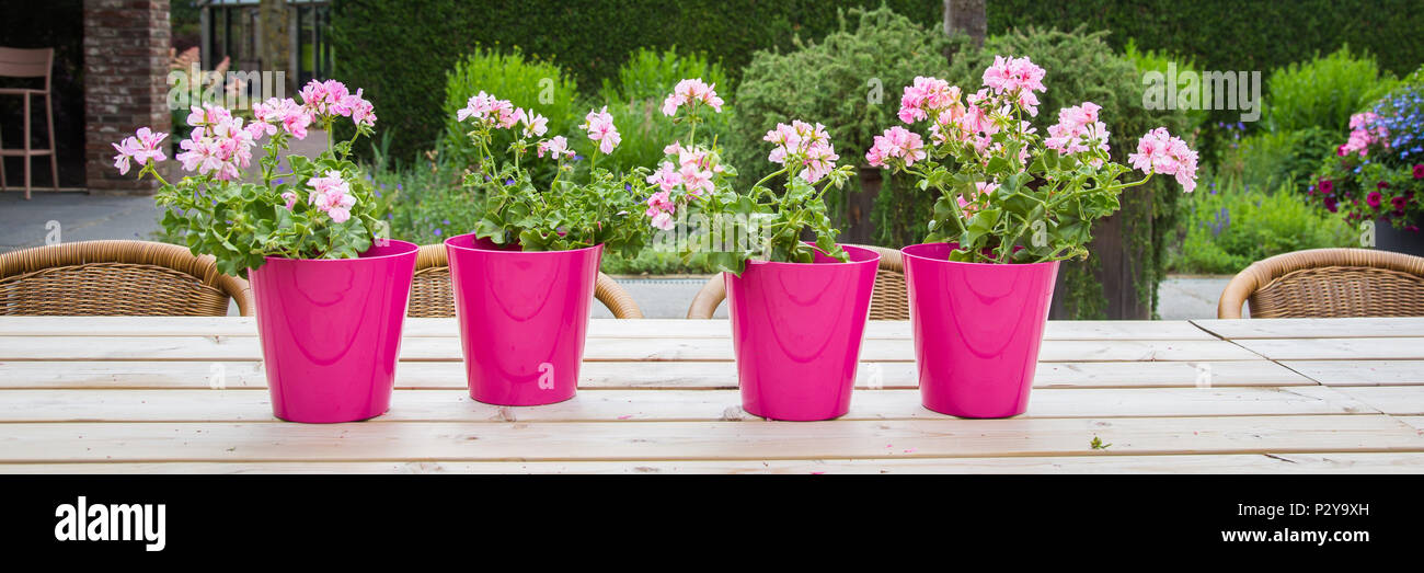 Colorful pink genarium plants Stock Photo - Alamy