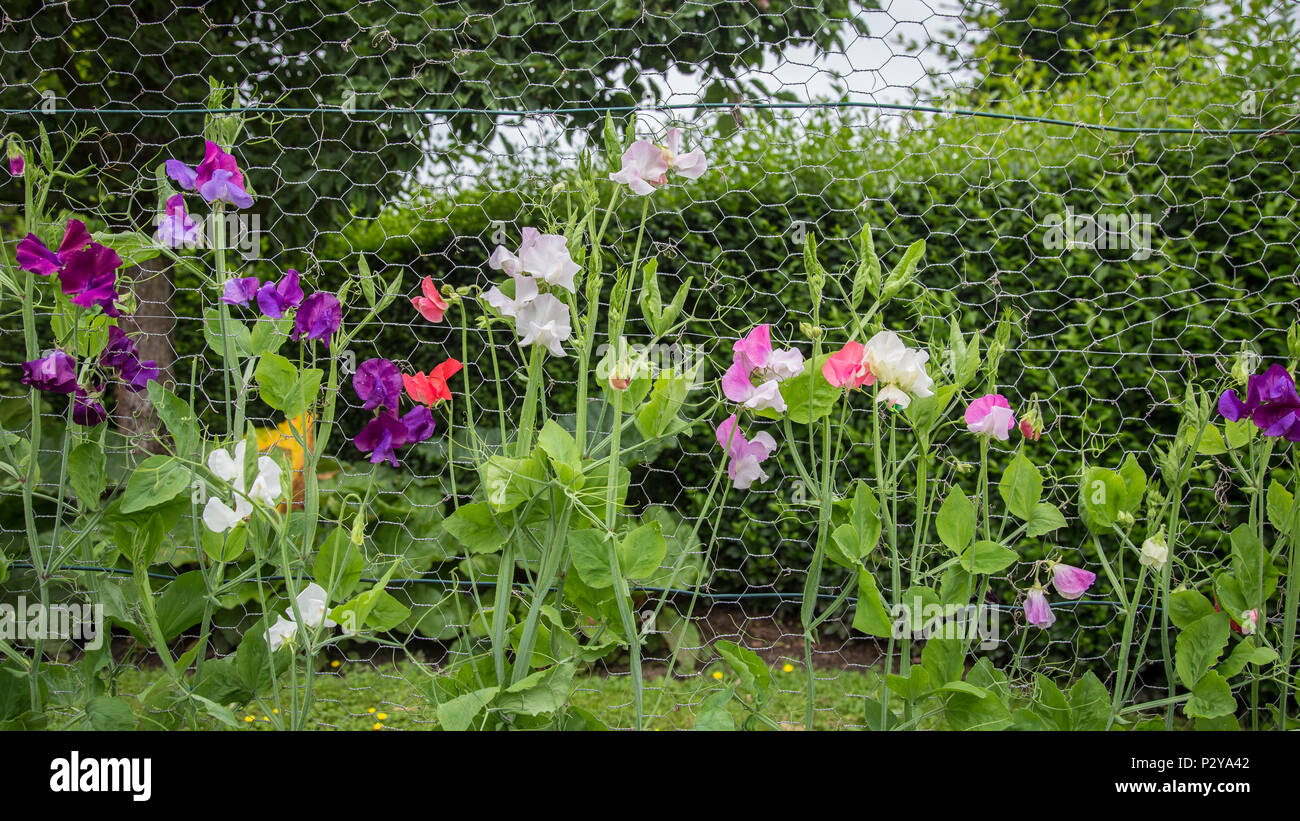 Colorful lathyrus in the garden Stock Photo - Alamy