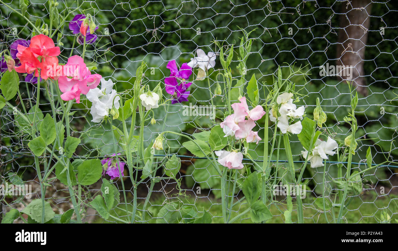 Colorful lathyrus in the garden Stock Photo - Alamy