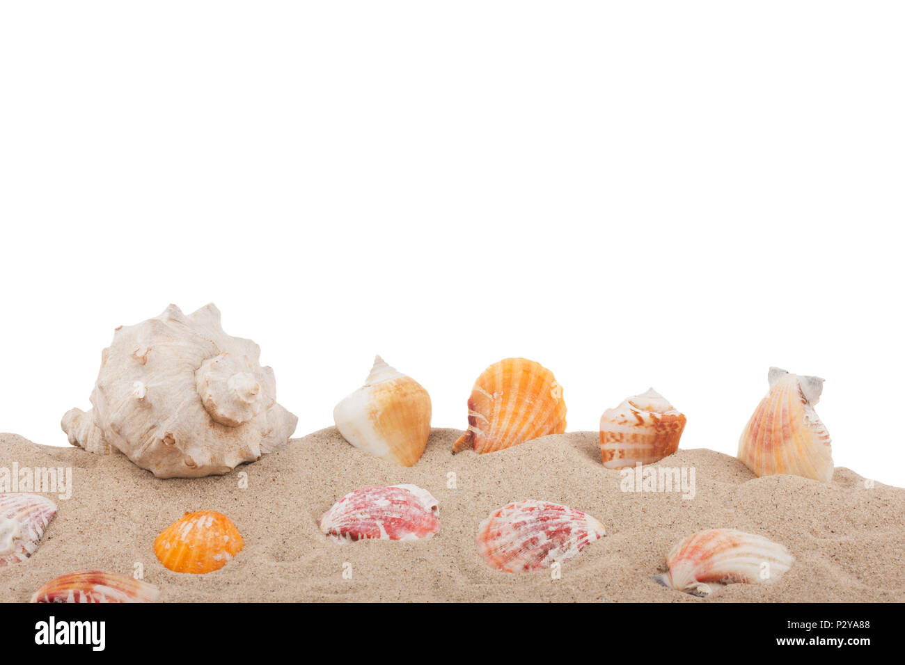 Sea shells sticking out of sand, isolated on white background Stock ...