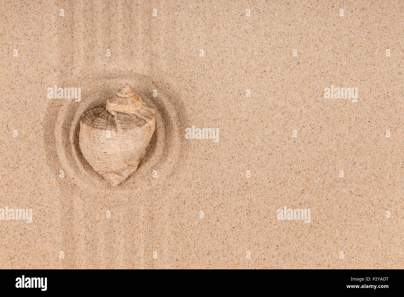 Sea shell lying in the center of a circle made of sand. With space for ...