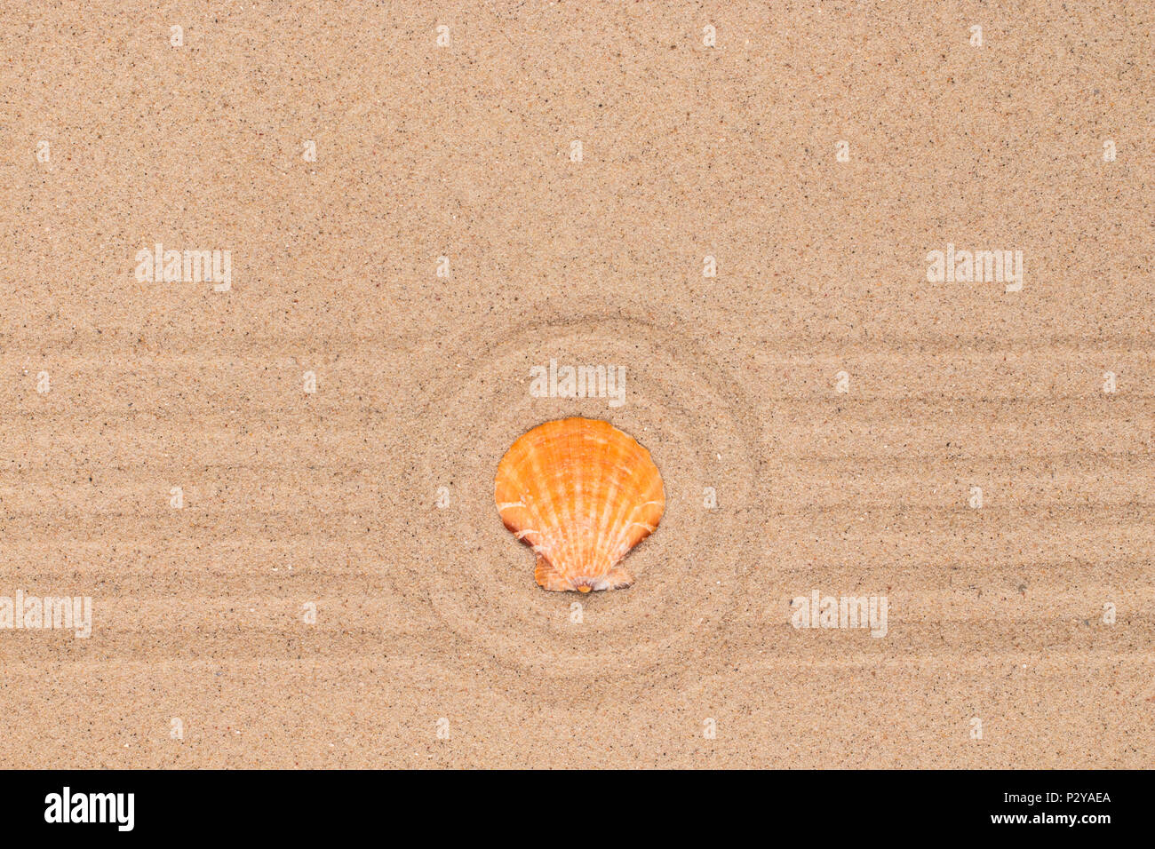 Sea shell lying in the center of a circle made of sand. With space for ...