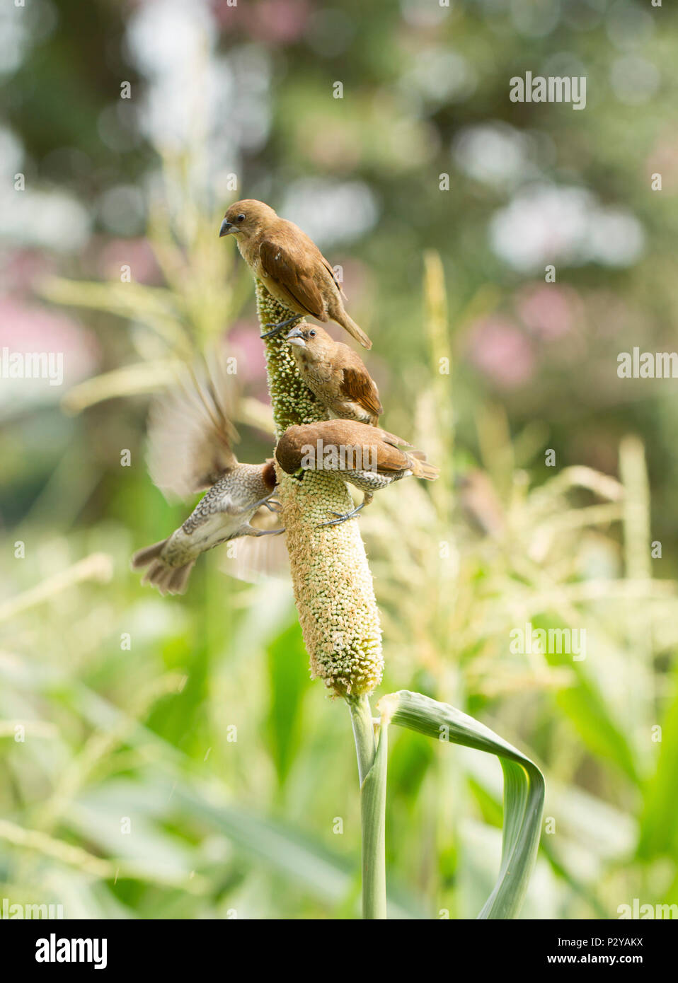 Ricebird eating sorghum plant Stock Photo - Alamy