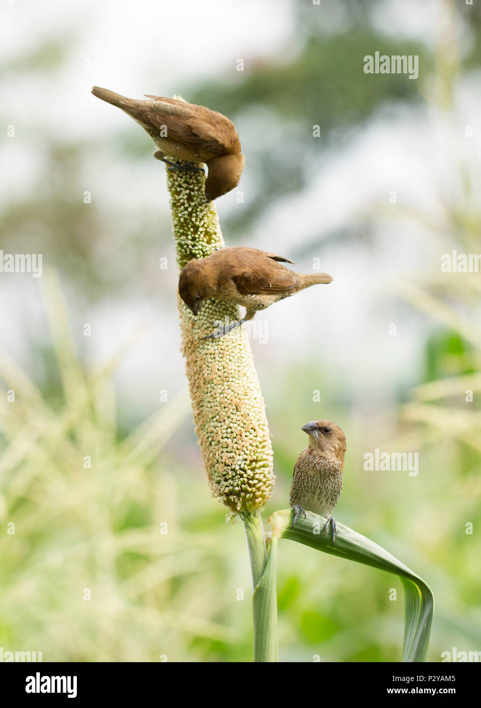 Ricebird eating sorghum plant Stock Photo - Alamy