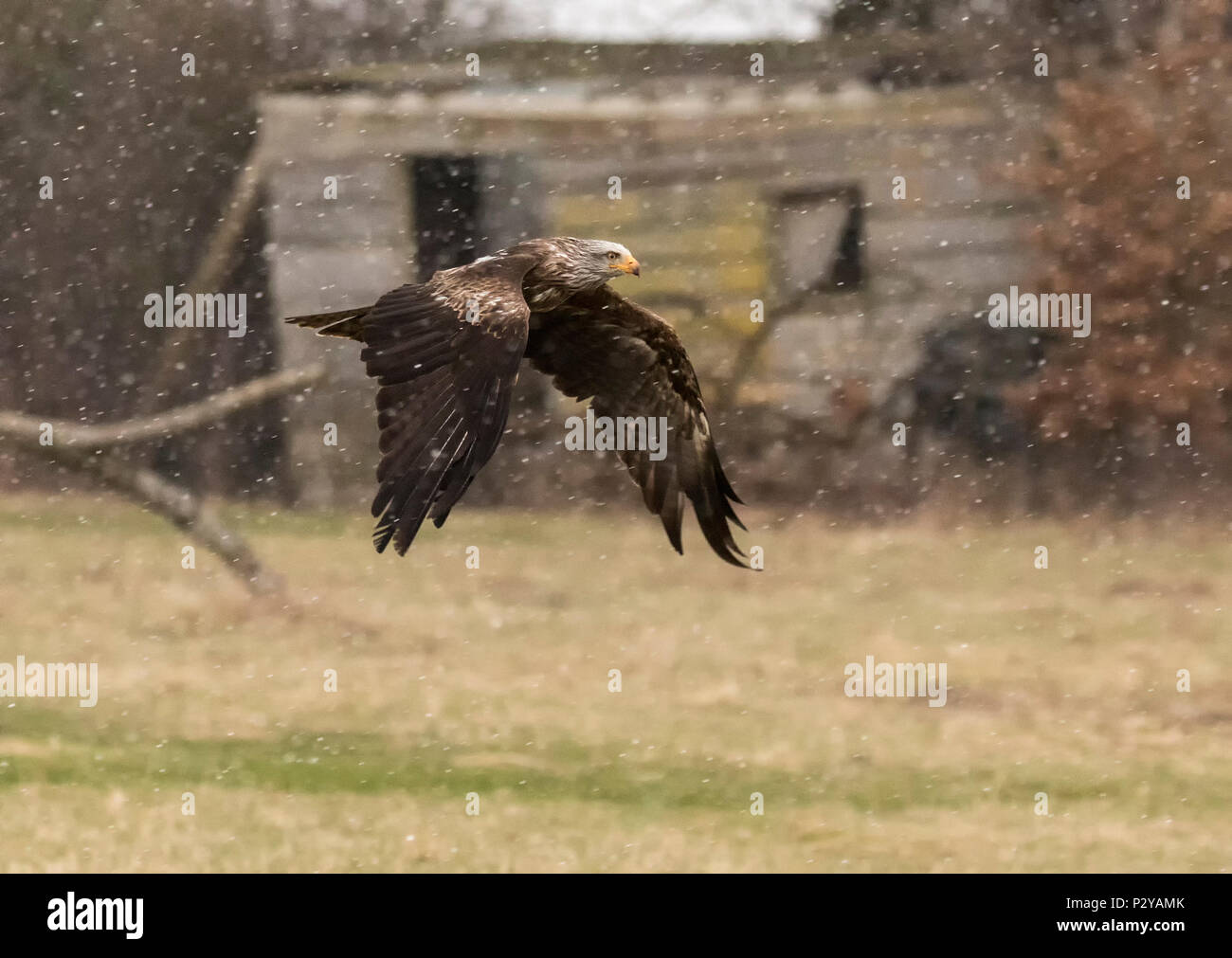 Snow kite hi-res stock photography and images - Alamy