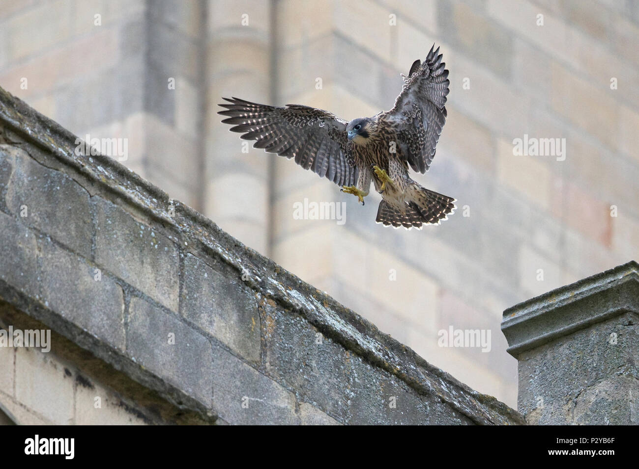 Peregrine Falcon (Falco peregrinus Stock Photo - Alamy