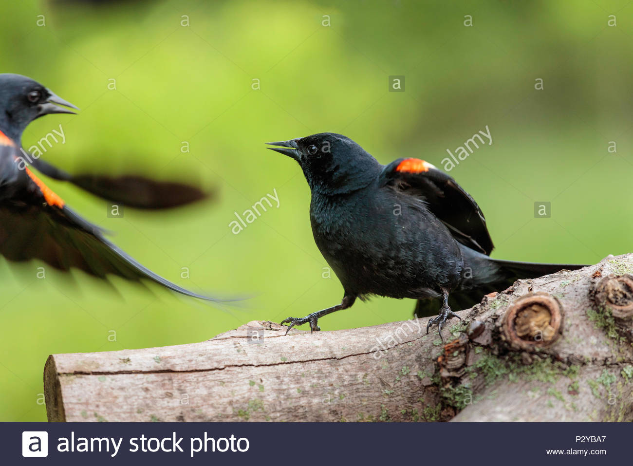 Aggressive Bird High Resolution Stock Photography and Images - Alamy