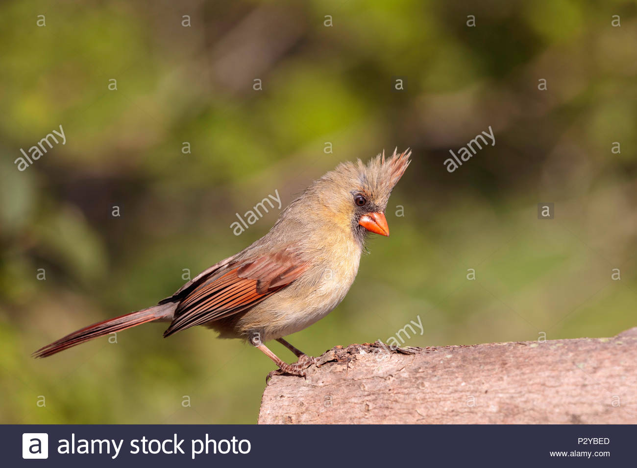Female Cardinal Stock Photos & Female Cardinal Stock Images - Alamy