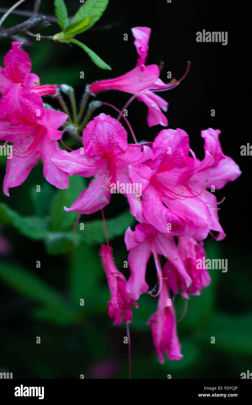 Pink azalea flowers Stock Photo - Alamy