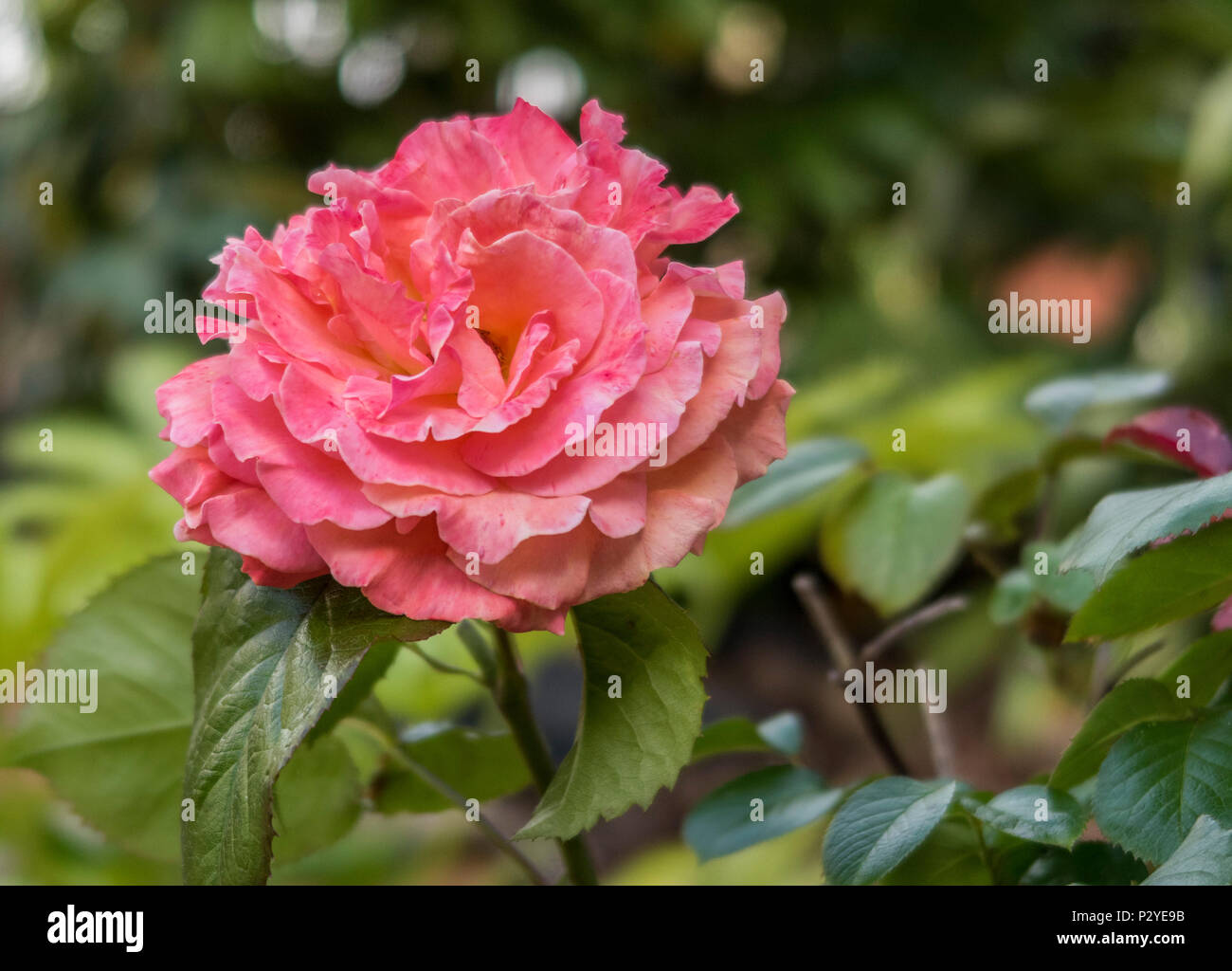 Tatton 'Fryentice', floribunda rose Stock Photo - Alamy