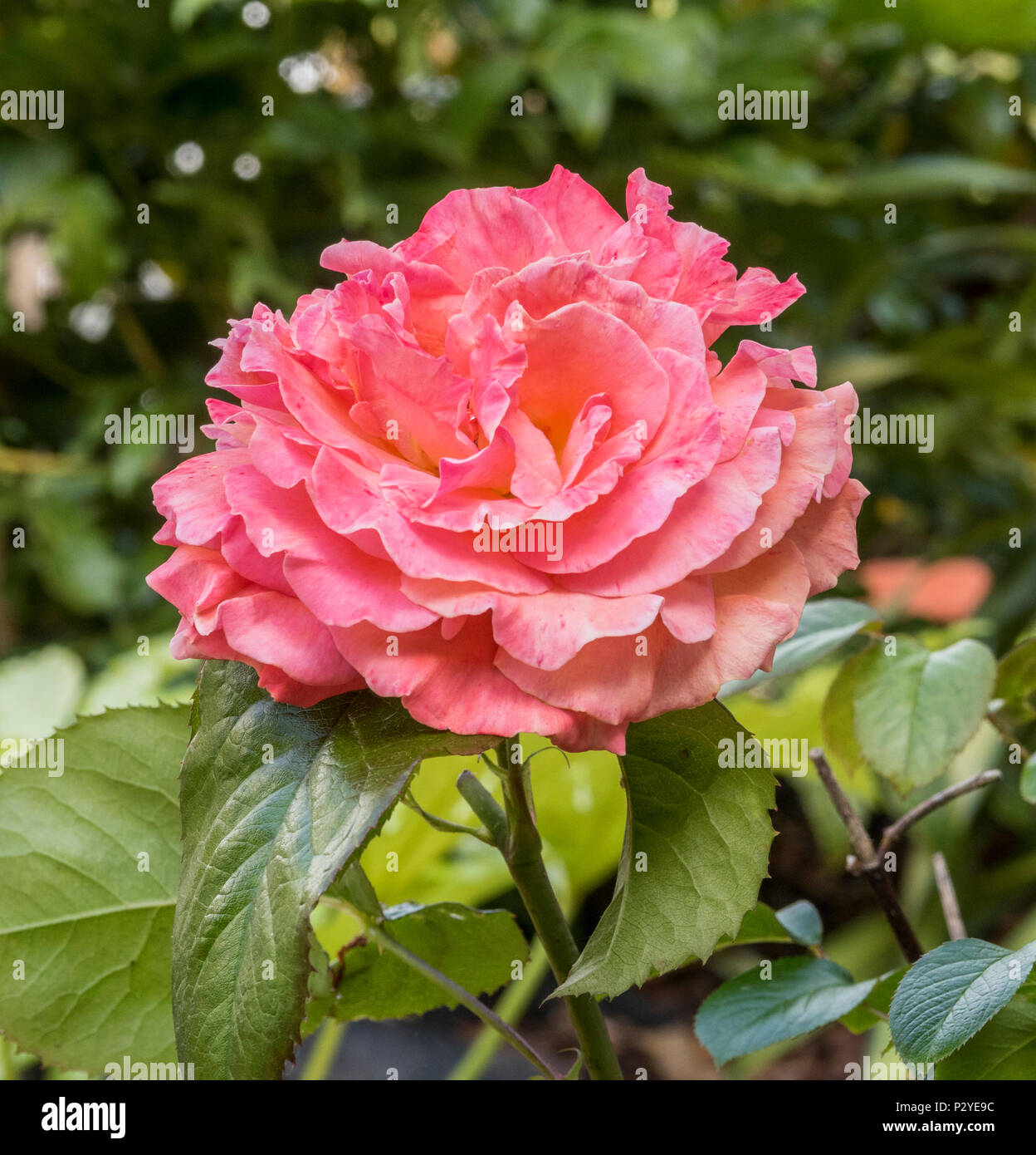 Tatton 'Fryentice', floribunda rose Stock Photo - Alamy