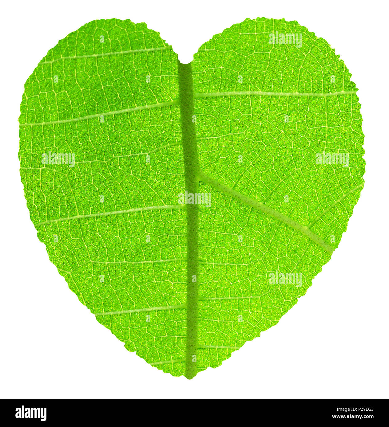 Heart shape with green teak leaf texture Stock Photo - Alamy