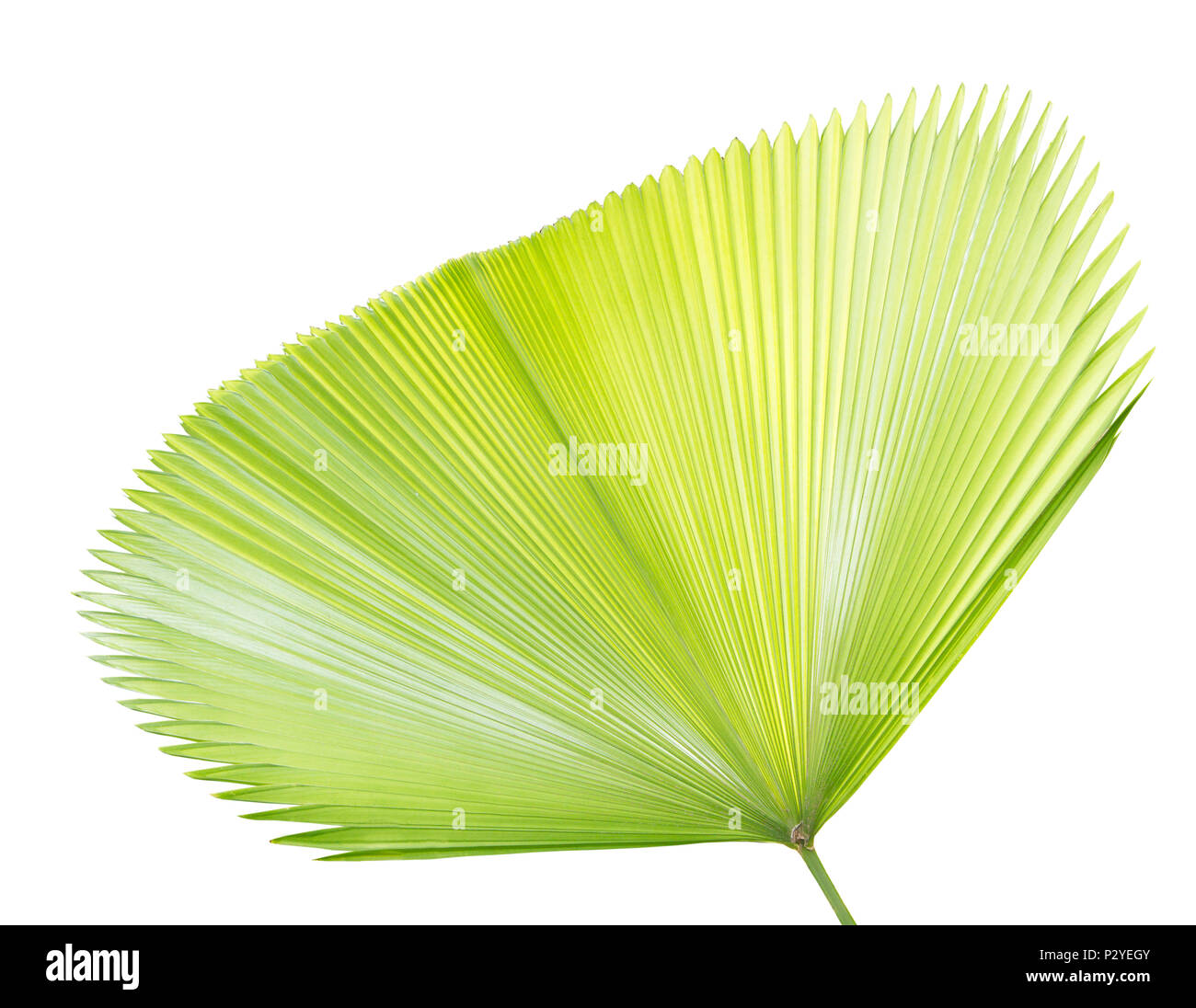 Palm leaf isolated on white Stock Photo - Alamy