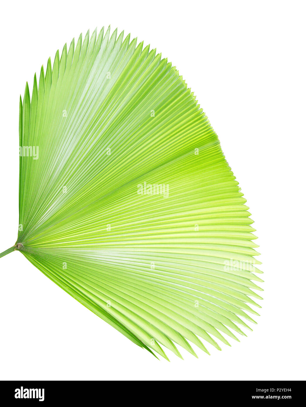 Palm leaf isolated on white Stock Photo - Alamy