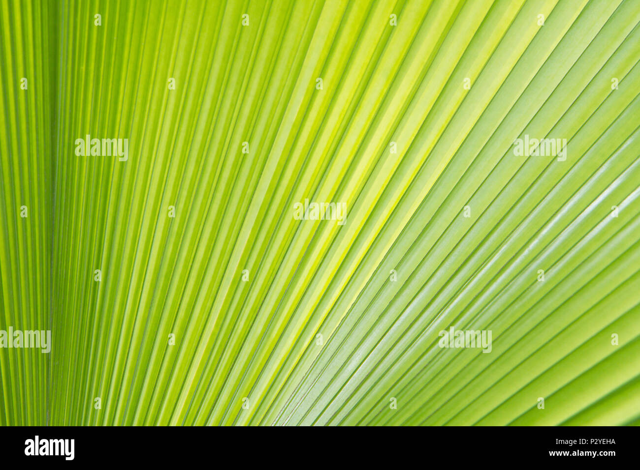 Palm leaf texture or background Stock Photo - Alamy