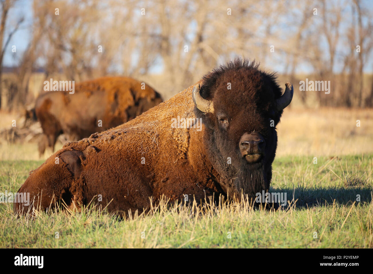 American Bison buffalo on the great plains Stock Photo - Alamy