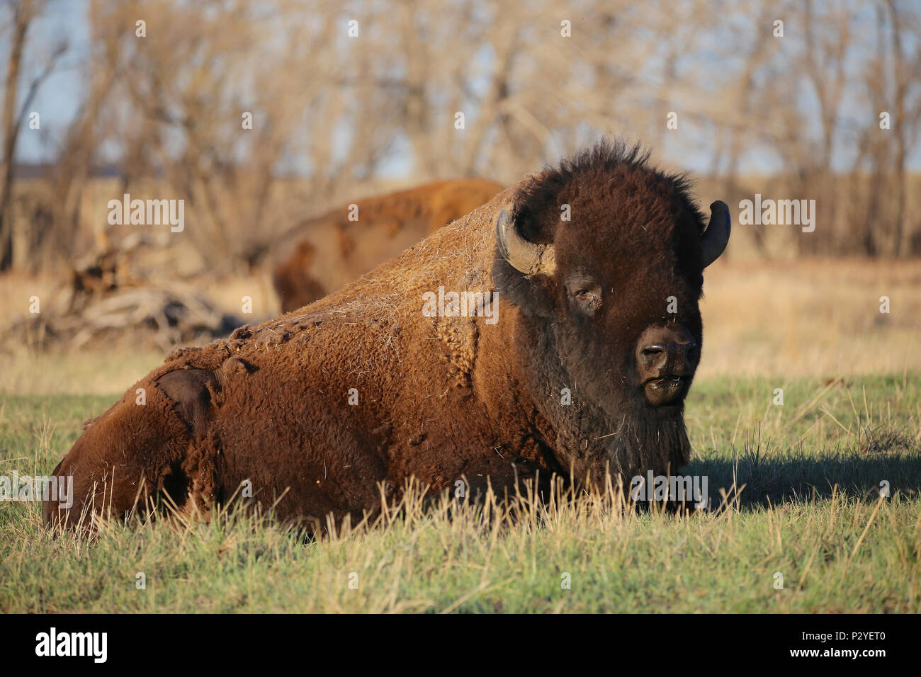 American Bison buffalo on the great plains Stock Photo - Alamy