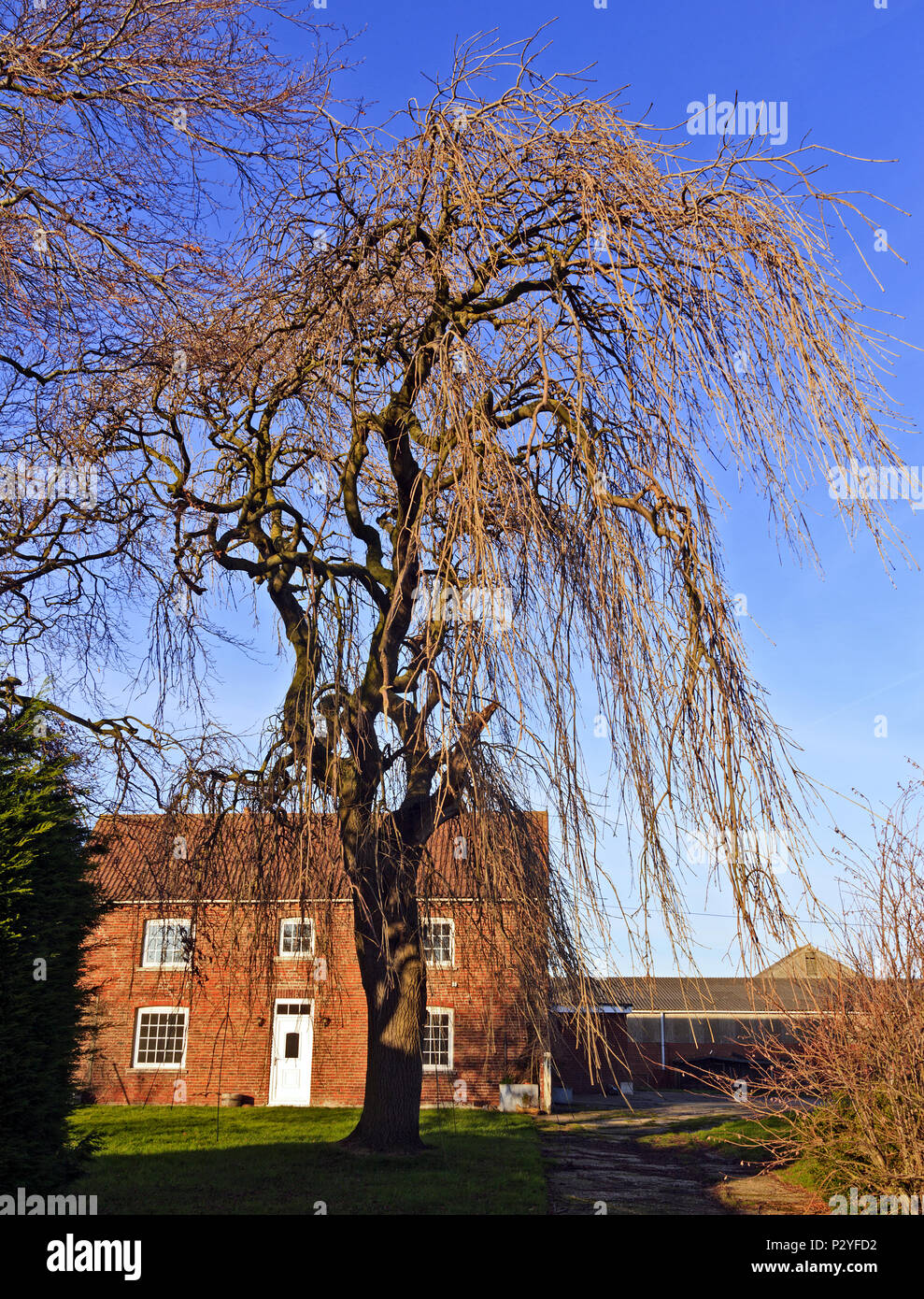 Weeping Beech Tree High Resolution Stock Photography and Images - Alamy